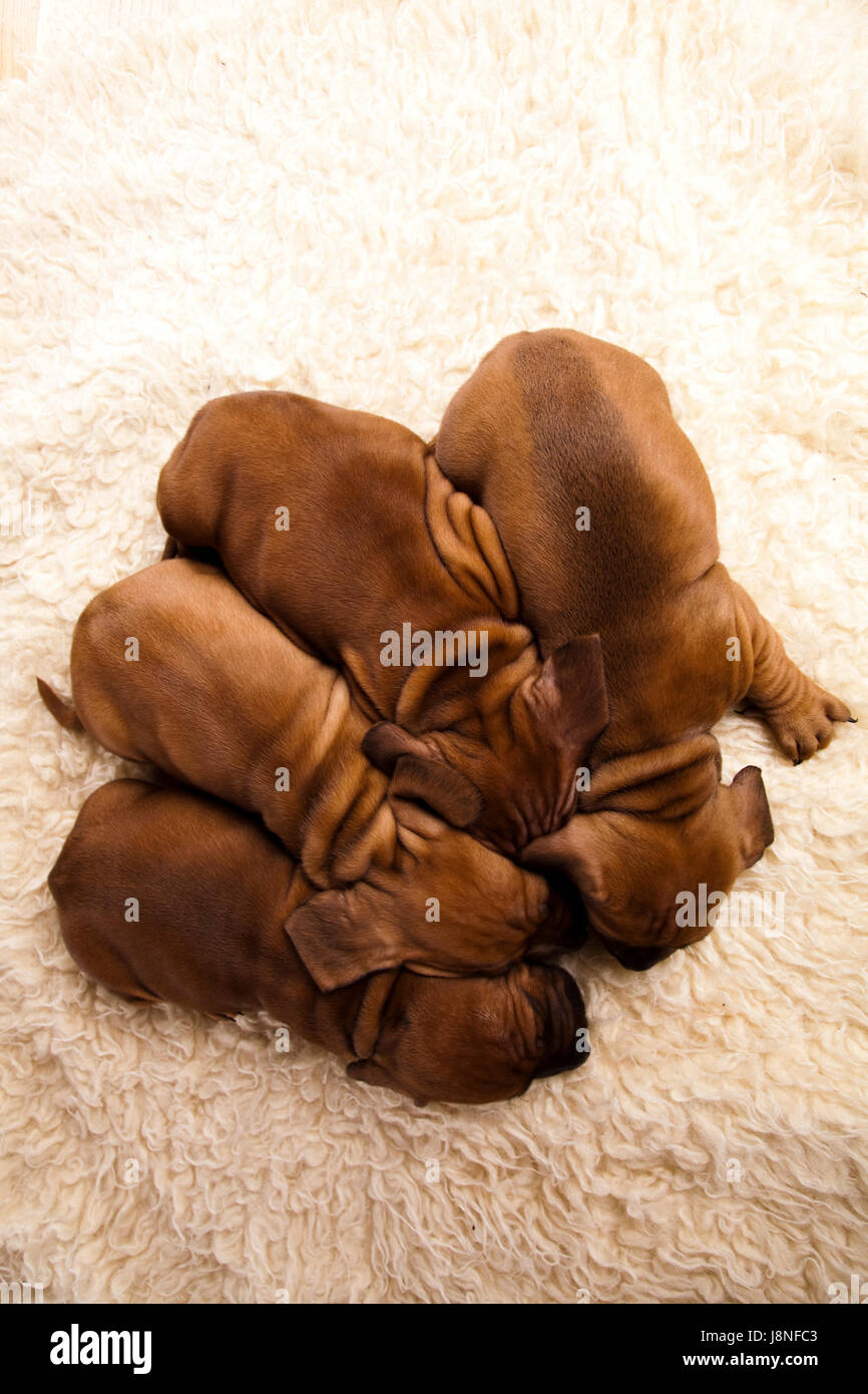 animal, pet, mammal, dog, puppy, cub, baby, maddening, pert, coquettish ...