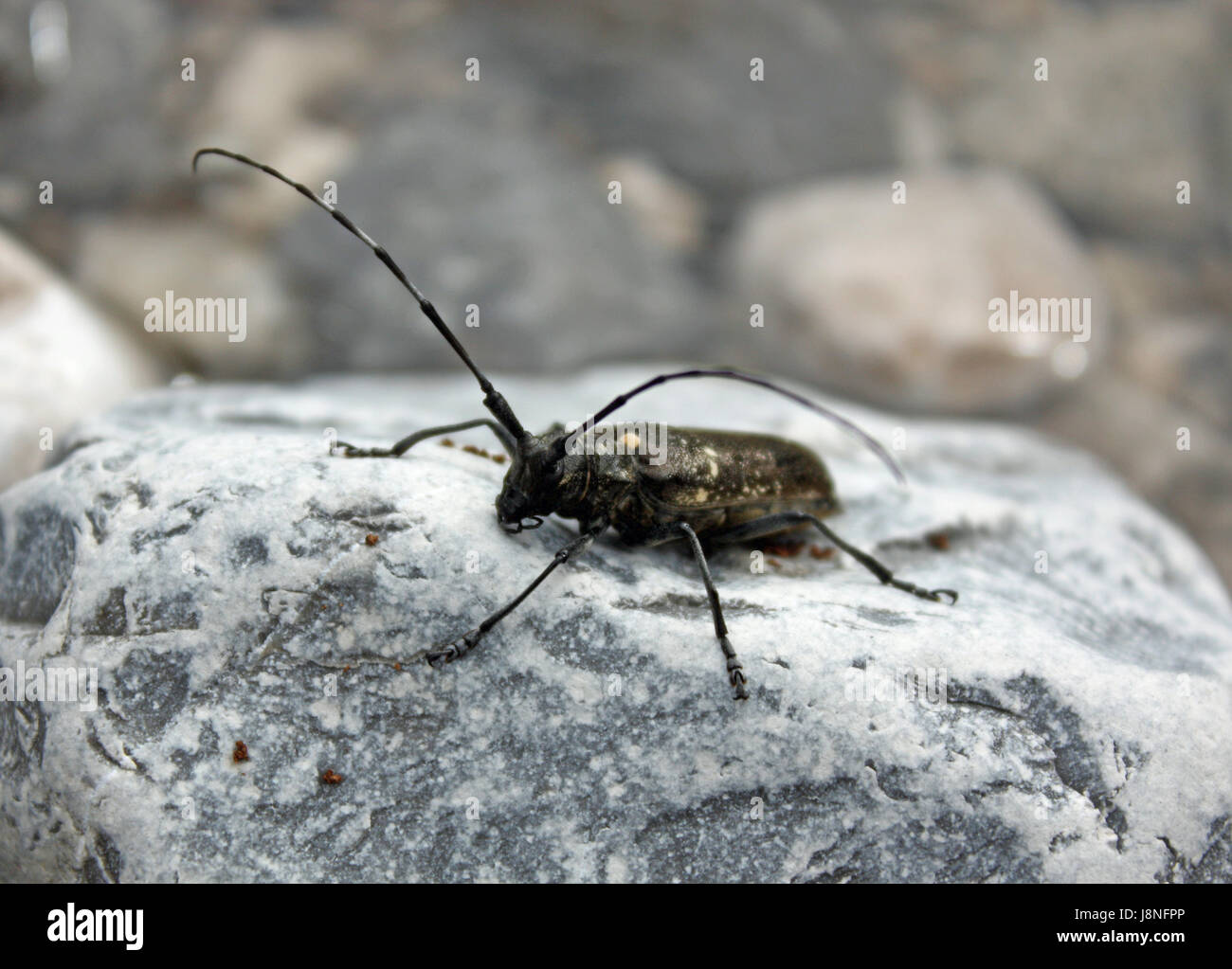 insect, buck, beetle, insect, wood, buck, beetle, langhornbock ...