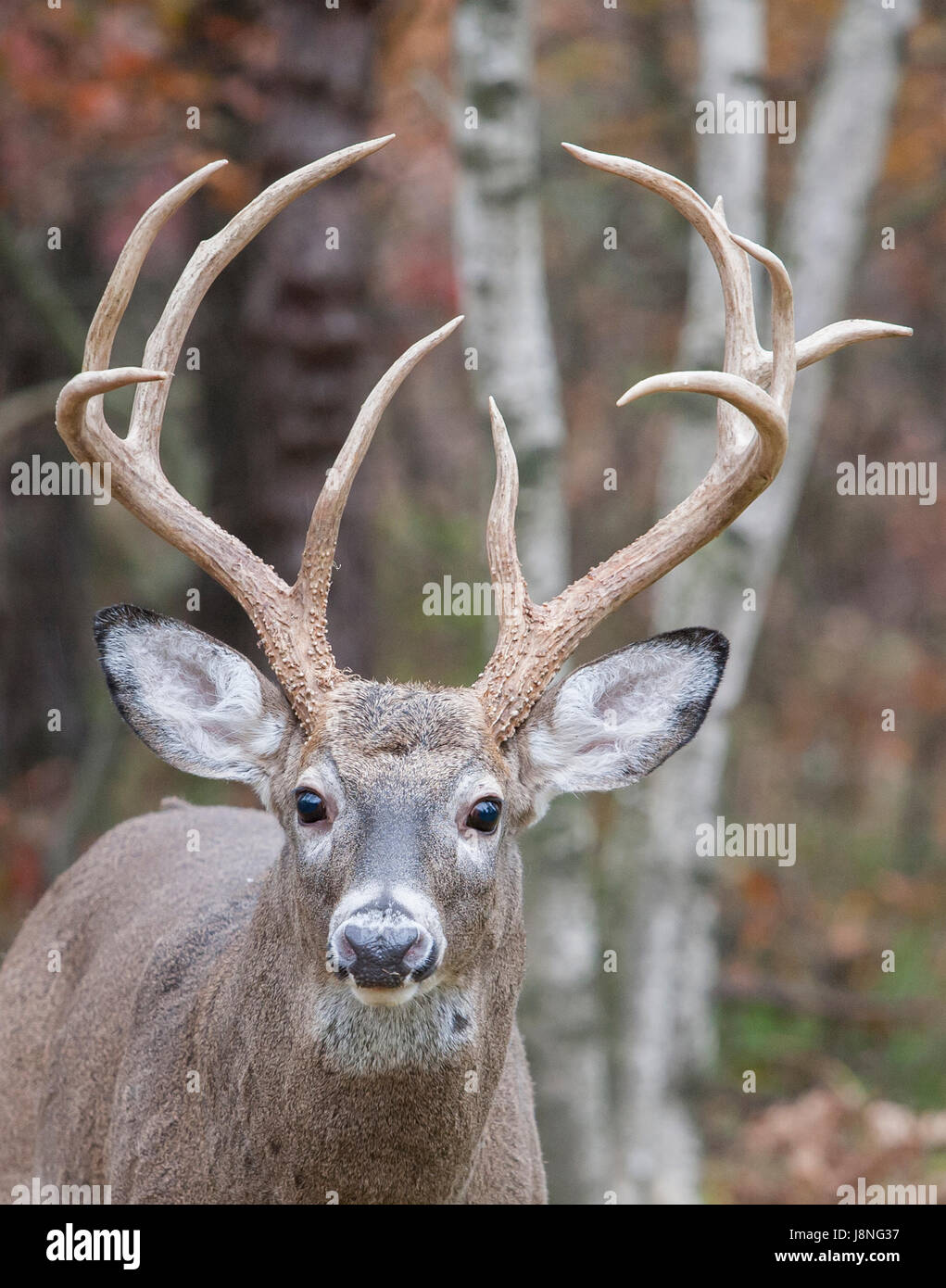 Whitetail deer side view hi-res stock photography and images - Alamy