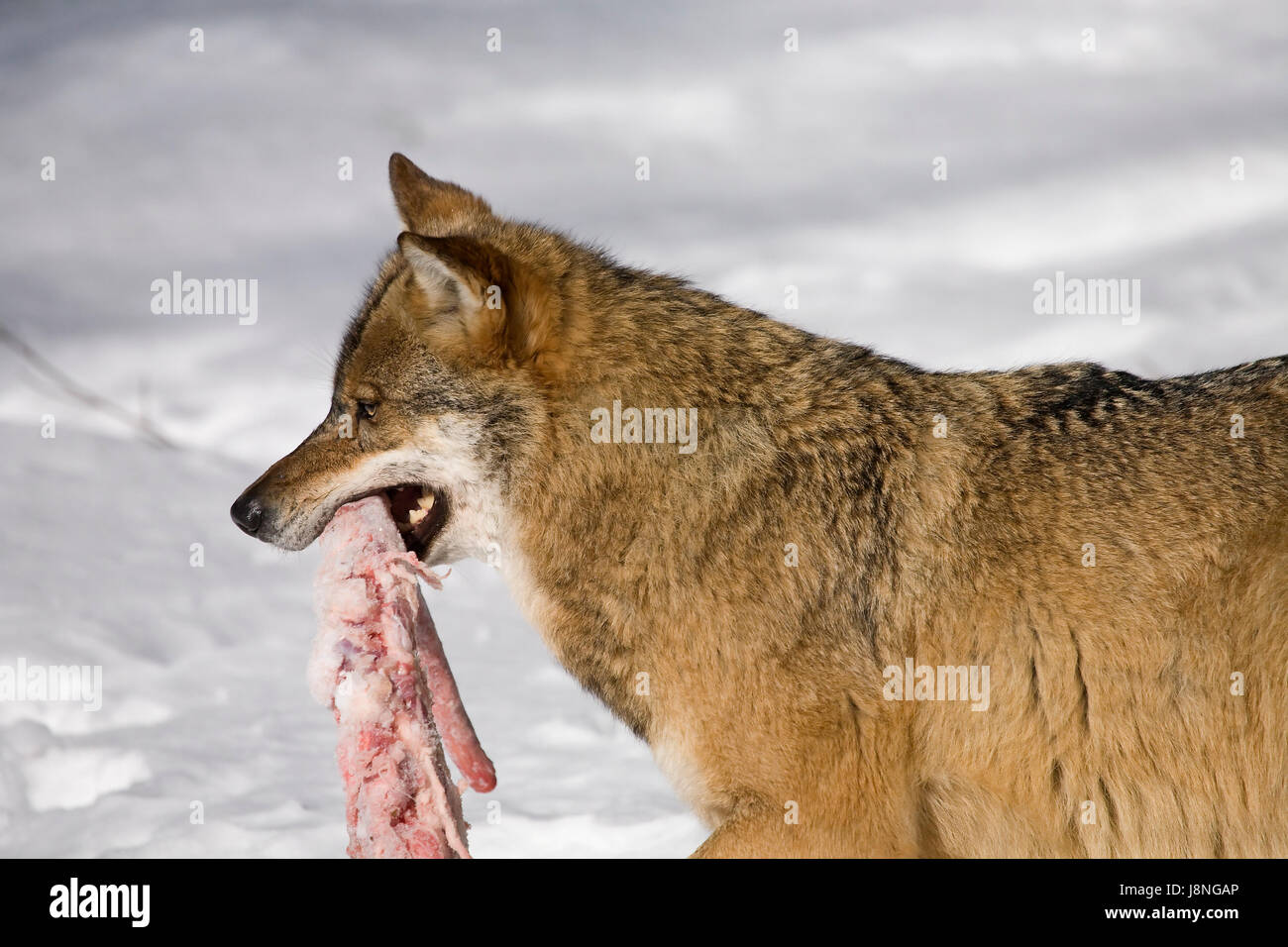 Wolf eating meat hi-res stock photography and images - Alamy