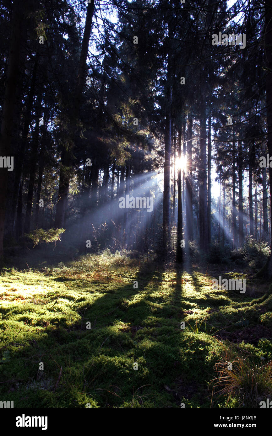 tree, trees, sunbeams, mood, moss, shaddow, shadow, forest, shine ...