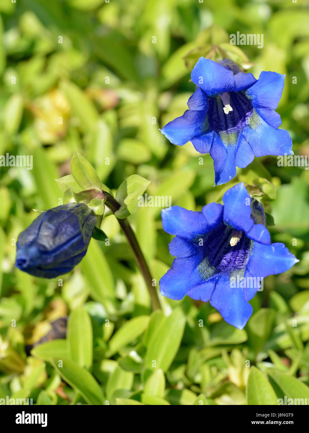 Trumpet or Stemless Gentian - Gentiana acaulis Blue Alpine Flower Stock ...
