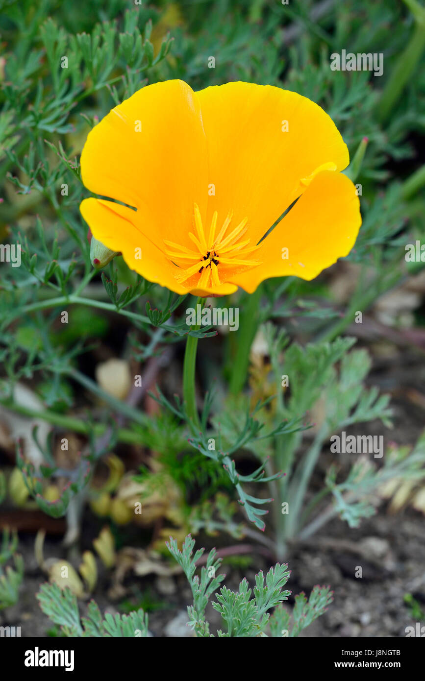 Californian Poppy - Eschscholzia californica Native of Western USA ...