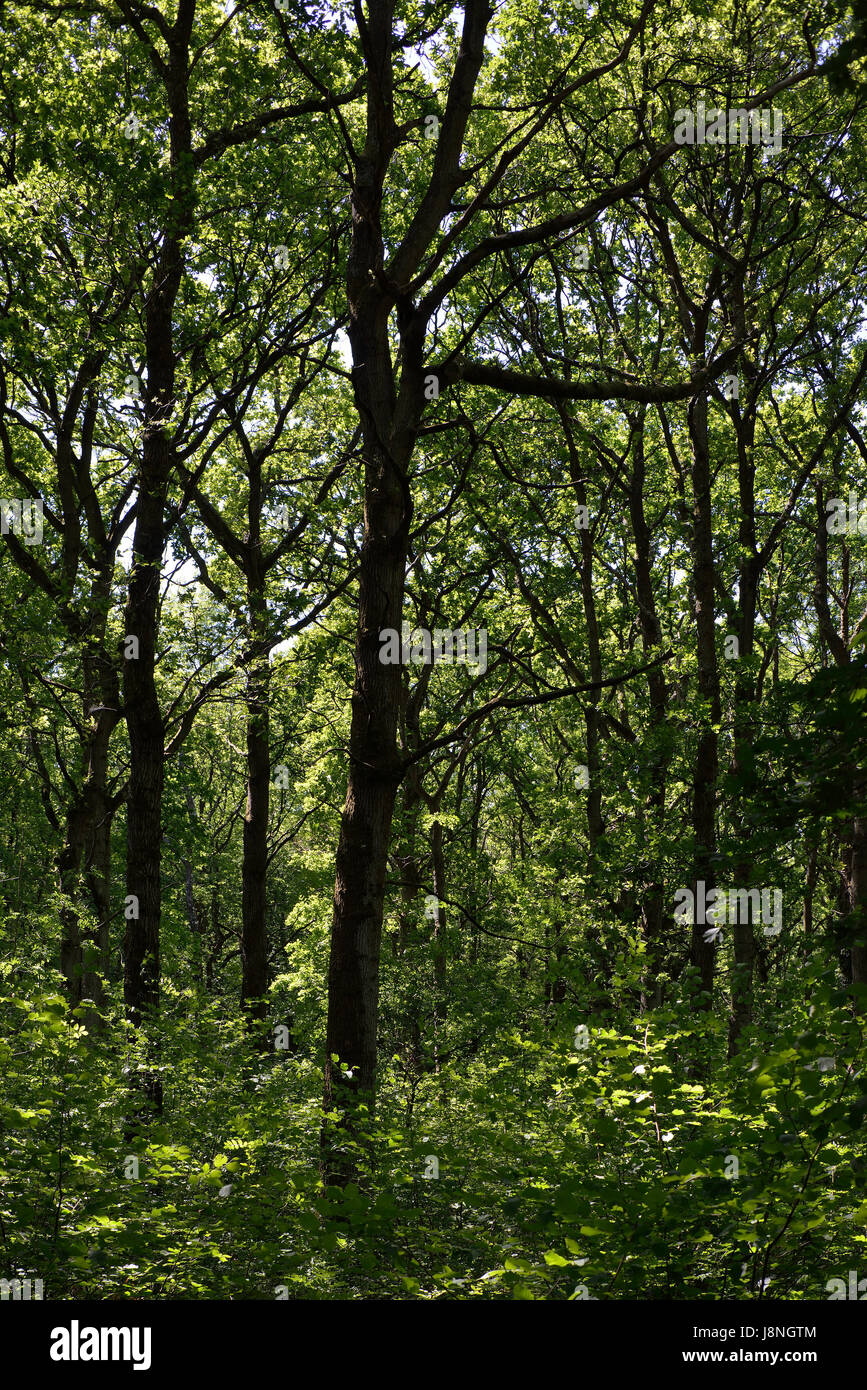 English oak woodland hi-res stock photography and images - Alamy