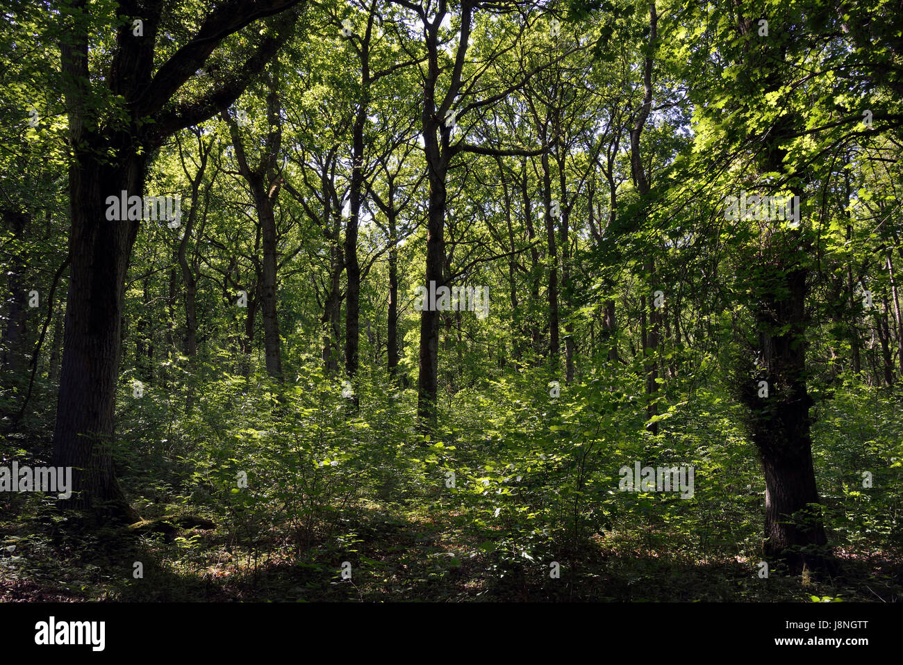 English oak woodland hi-res stock photography and images - Alamy
