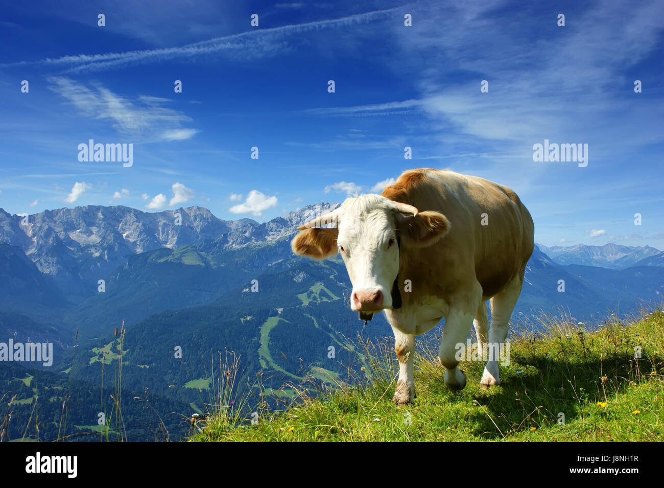 Garmisch partenkirchen cow hi-res stock photography and images - Alamy
