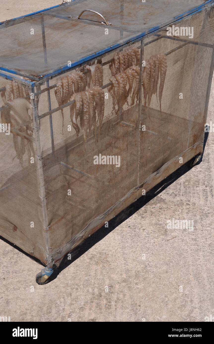 food, aliment, greece, dry, dried up, barren, seafood, octopus, salt ...