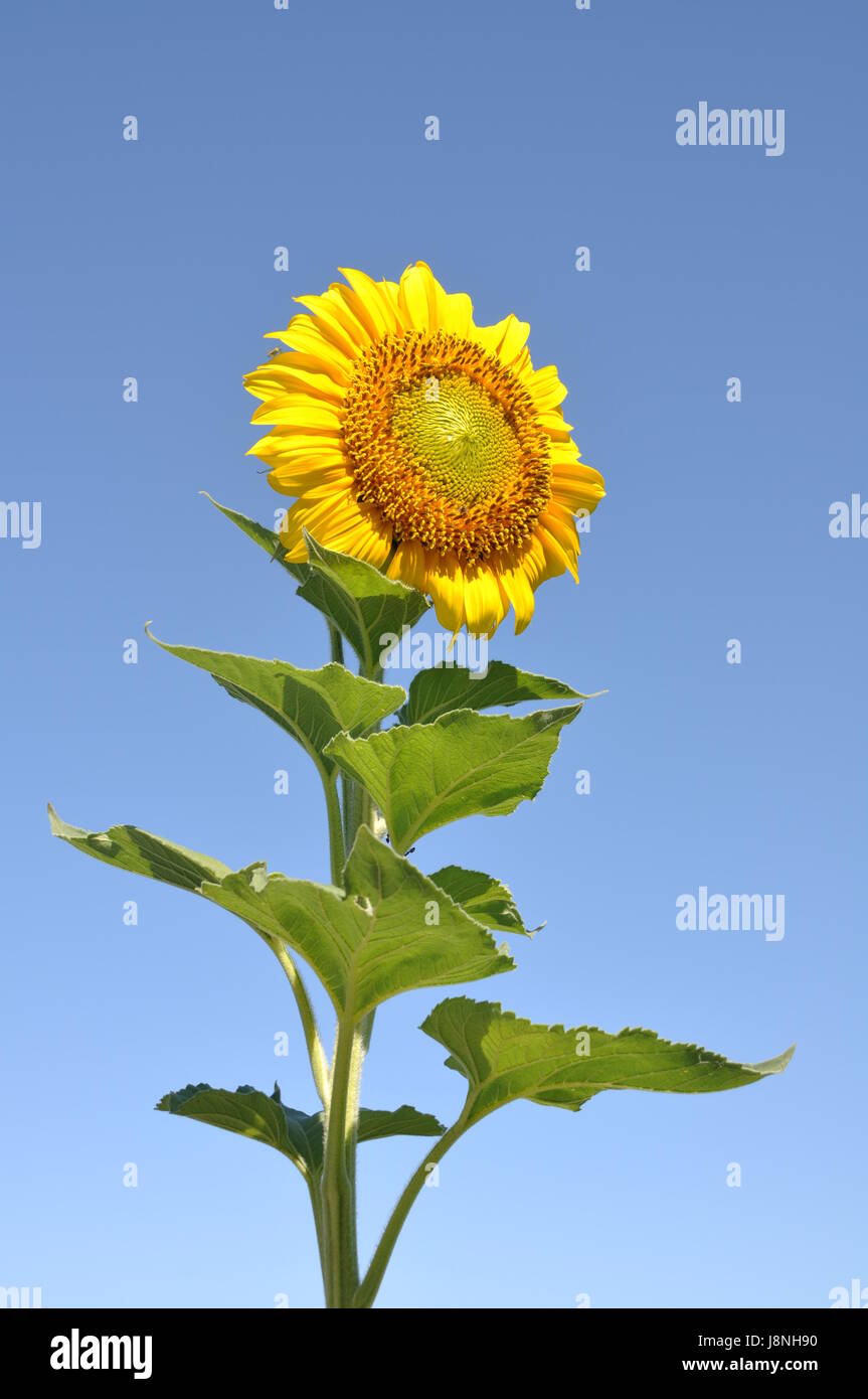 blue, flower, plant, summer, summerly, sunflower, firmament, sky ...