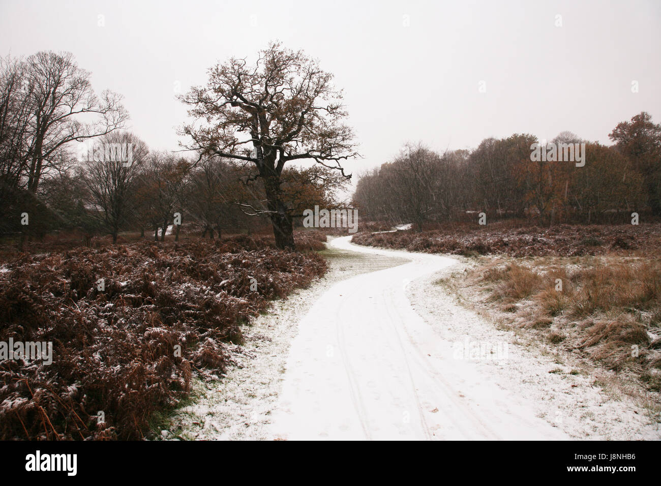 park, winter, snow, coke, cocaine, material, drug, anaesthetic ...