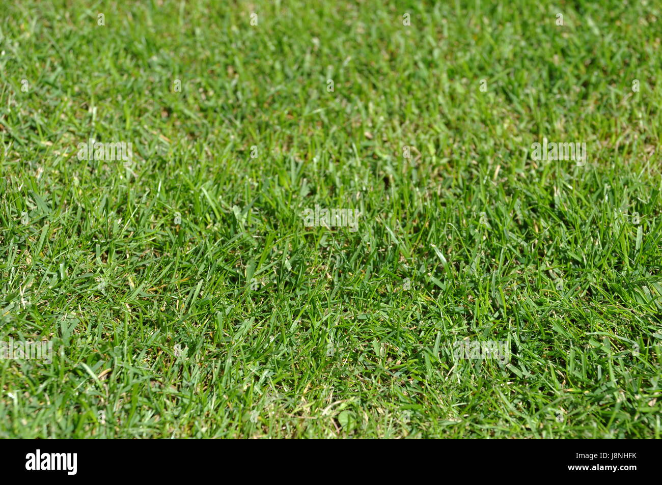 field, meadow, grass, lawn, green, backdrop, background, nature ...
