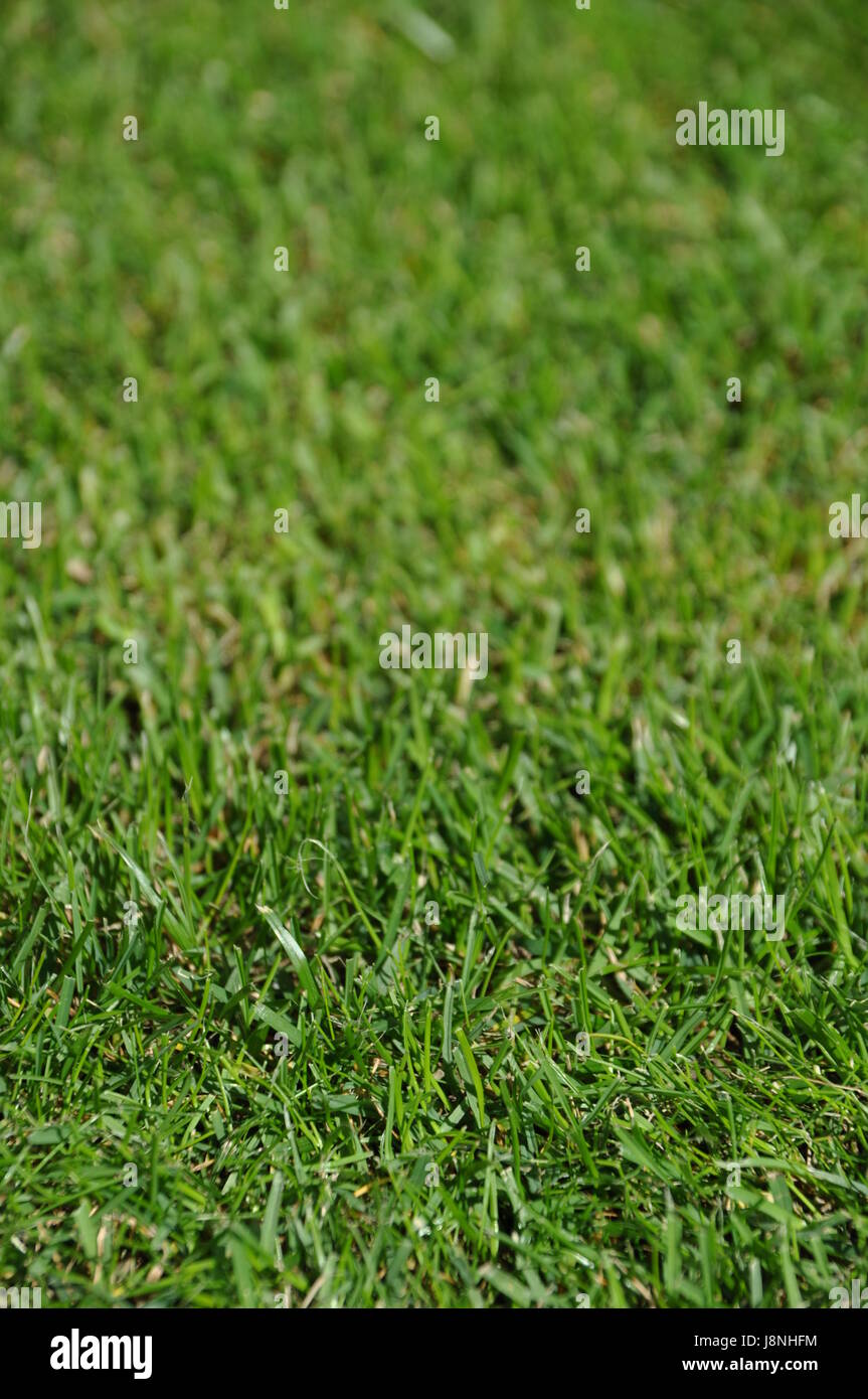field, meadow, grass, lawn, green, backdrop, background, nature ...