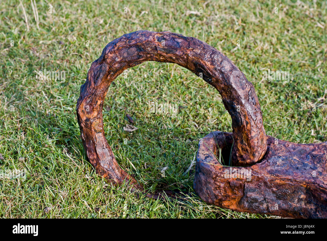 ring, iron, metal, rusty, rust, plant, old, ring, macro, close-up ...