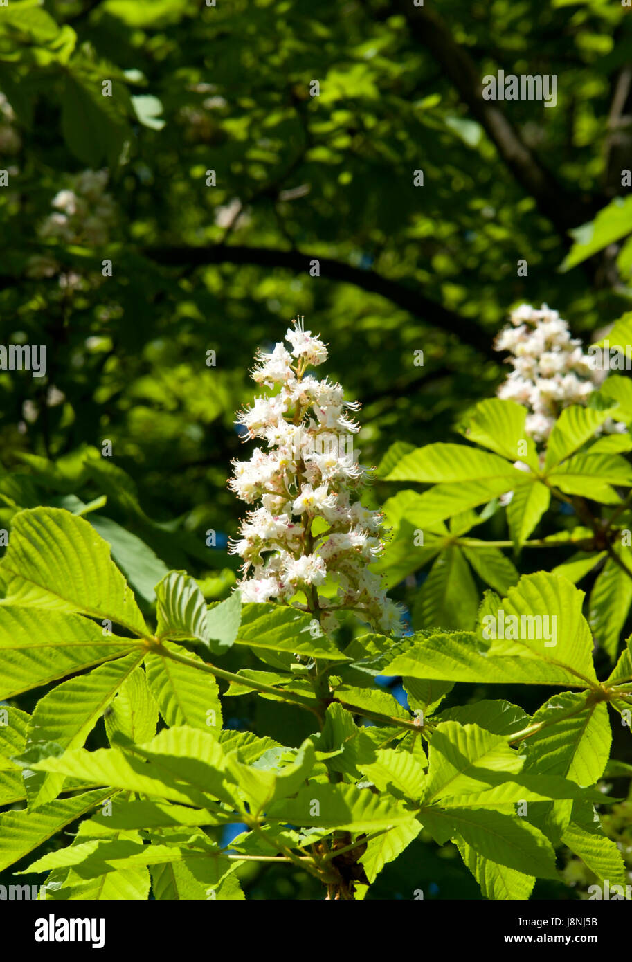 chestnut blossoms vertical Stock Photo - Alamy