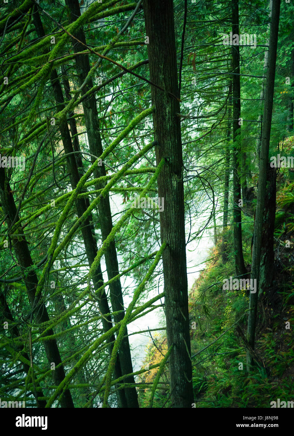 The beautiful temperate rainforest on the banks of the Capilano River ...