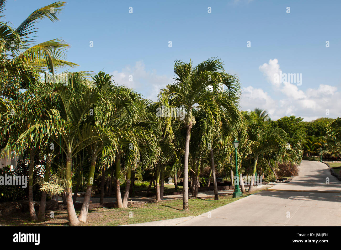 travel, tree, hotel, tropical, palm, resort, path, way, pathway, walk ...