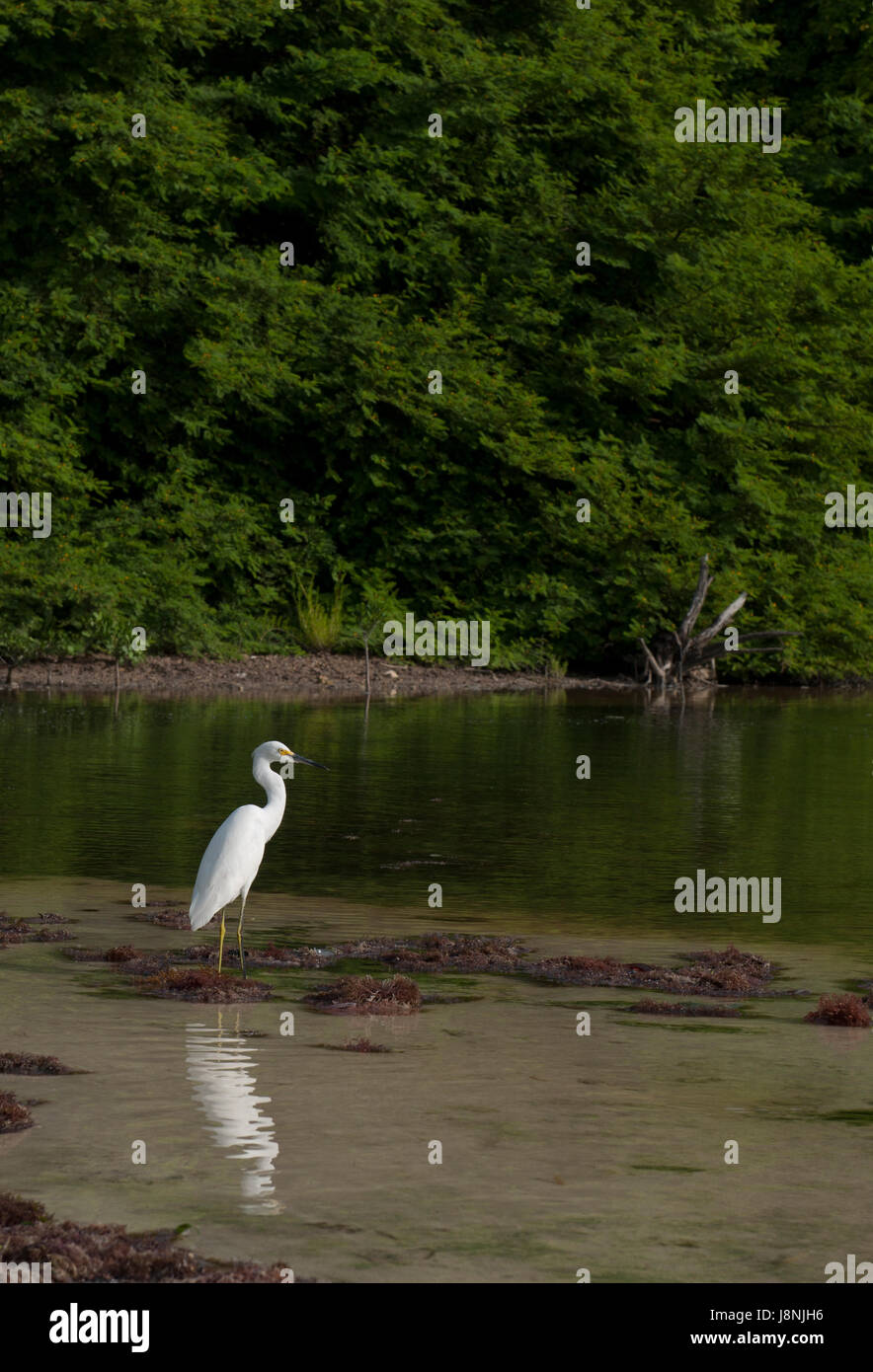 animal, bird, wildlife, heron, lagoon, fresh water, lake, inland water ...