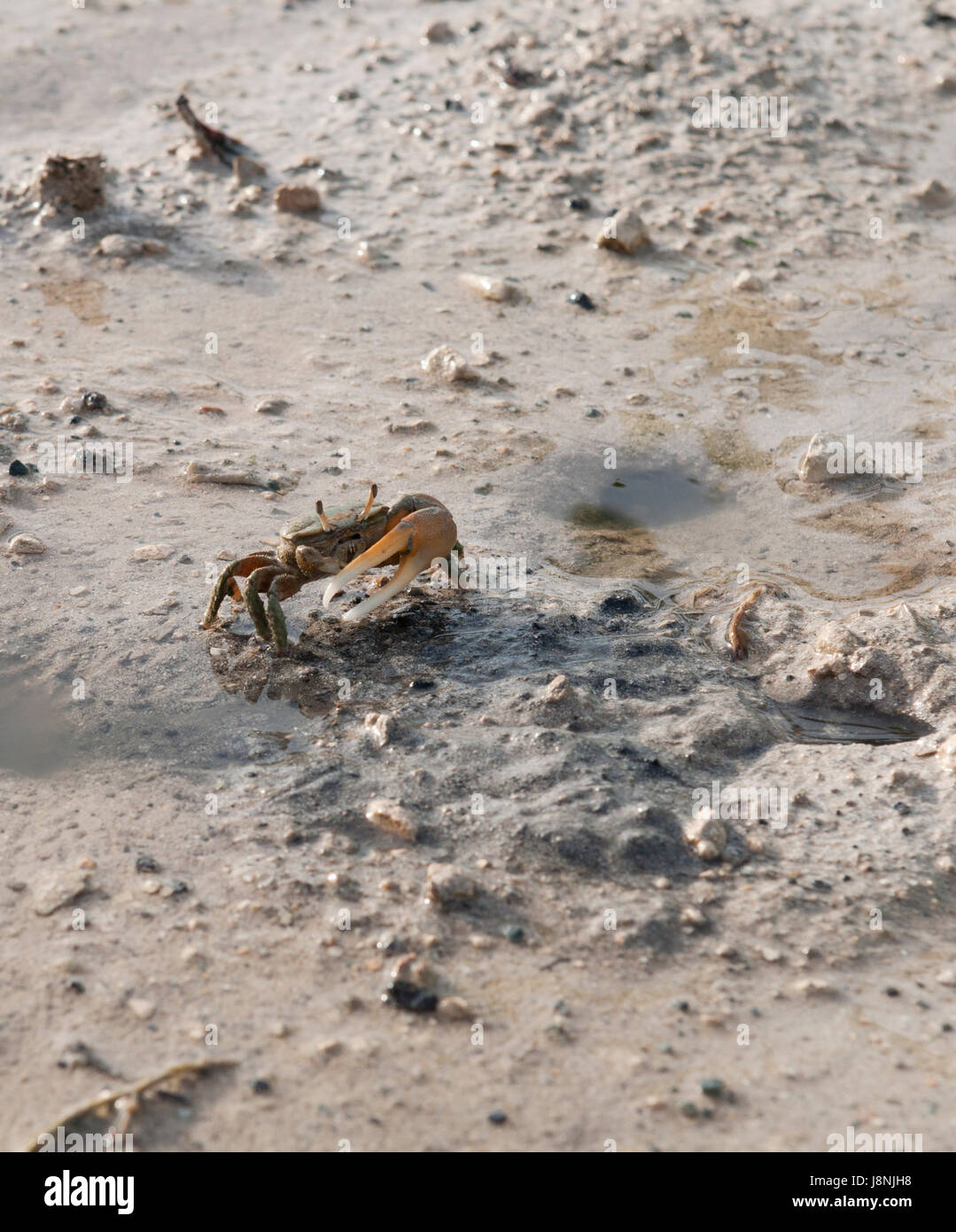 animal, wildlife, crab, alive, crustacean, caribbean, aquatic, legs ...