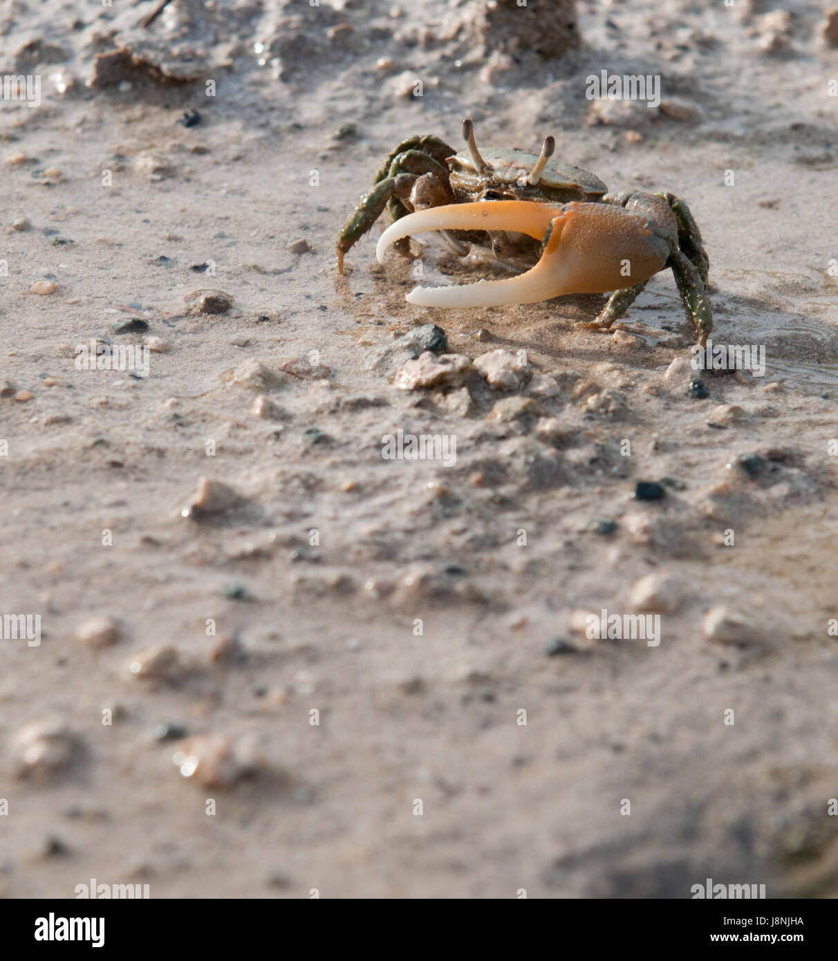animal, wildlife, crab, alive, crustacean, caribbean, aquatic, legs ...