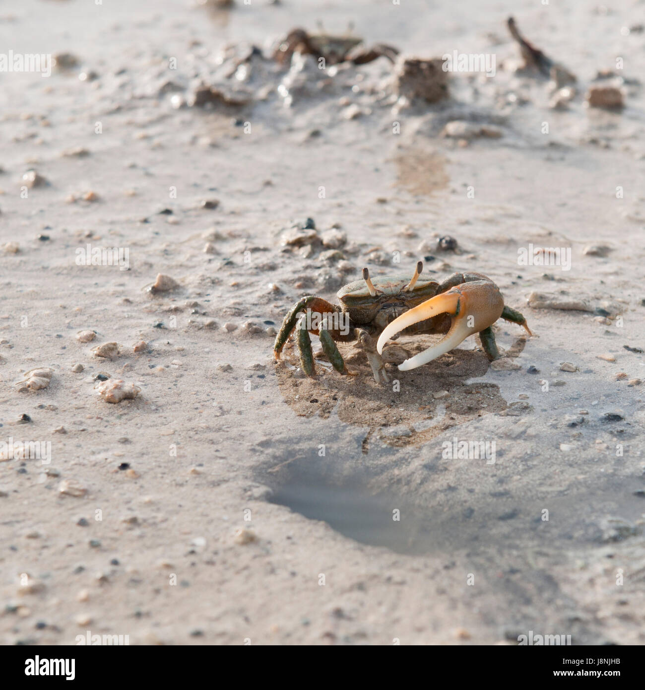 animal, wildlife, crab, alive, crustacean, caribbean, aquatic, legs ...