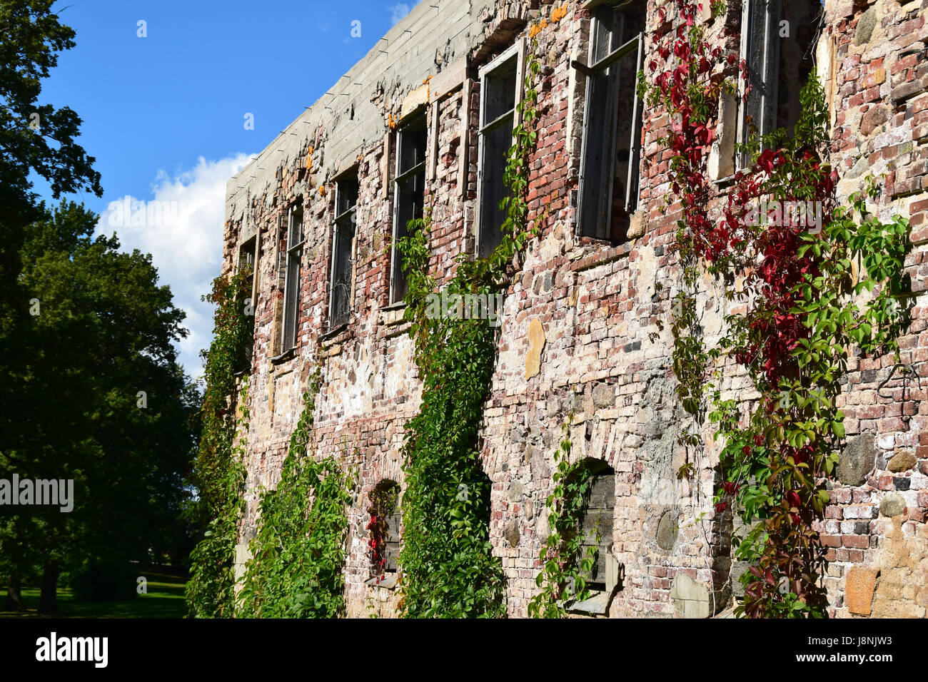 Plants growing on old ruins Stock Photo - Alamy