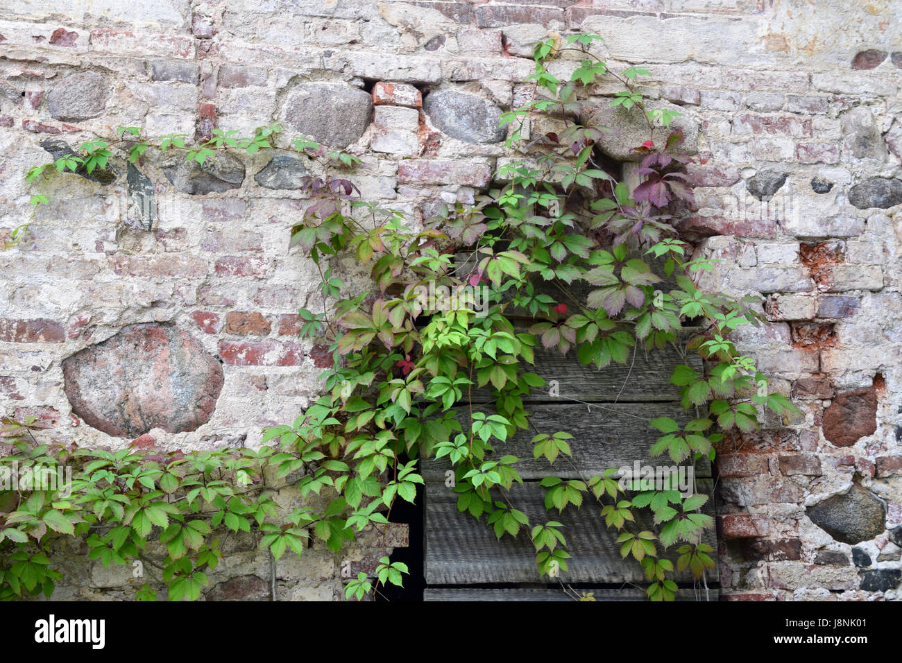 Plants growing on old ruins Stock Photo - Alamy