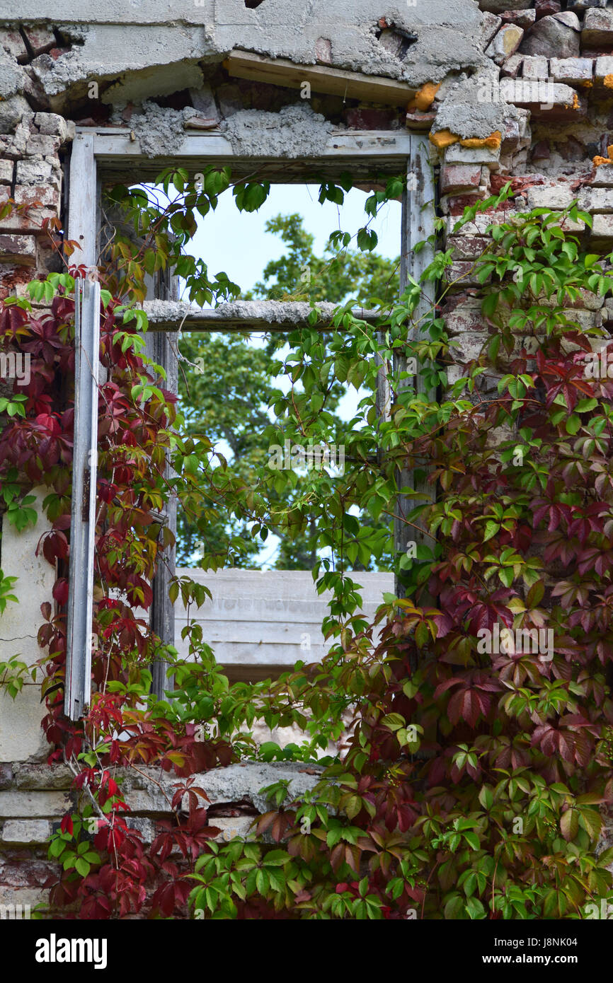 Plants growing on old ruins Stock Photo - Alamy