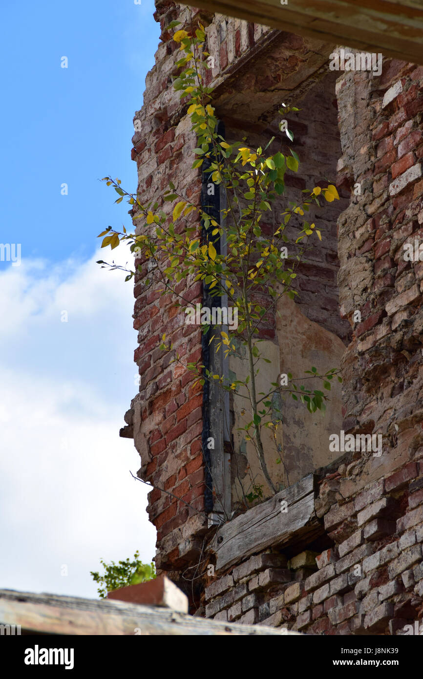 Plants growing on old ruins Stock Photo - Alamy
