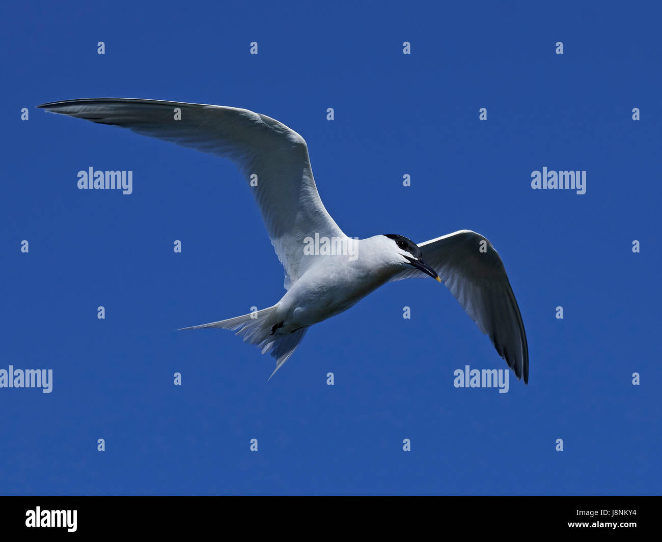 Sandwich tern in flight with blue skies in the background Stock Photo ...
