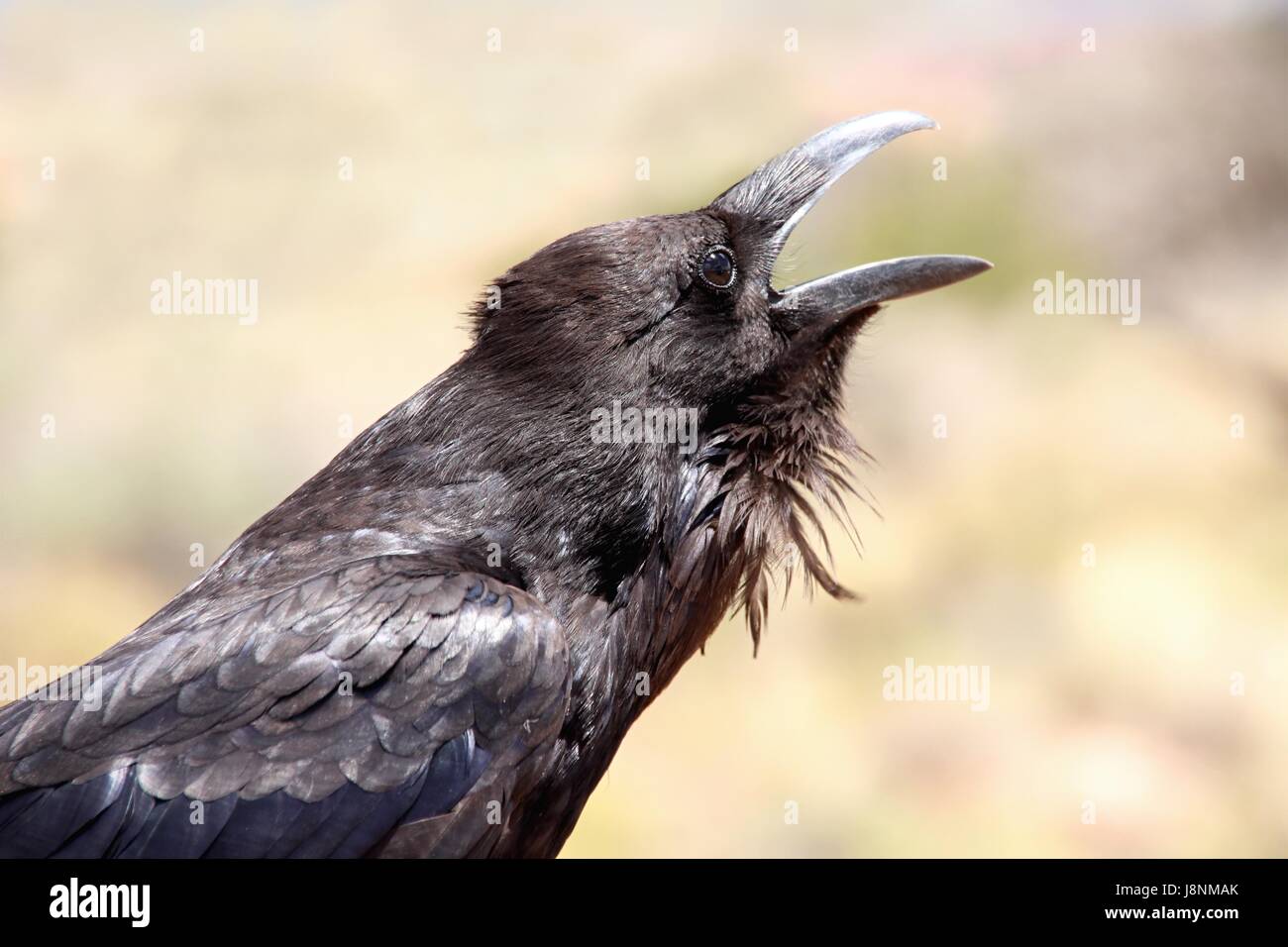 Rook with open beak hi-res stock photography and images - Alamy
