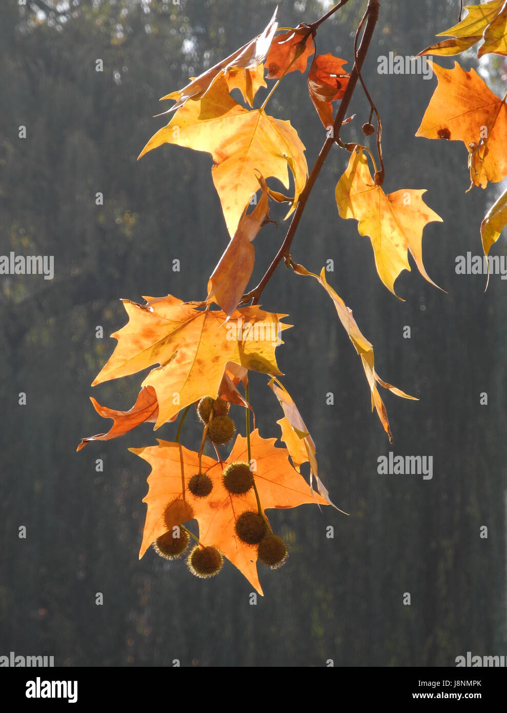 leaf, leaves, fruit, branch, sycamore, fall, autumn, tree, coloured ...