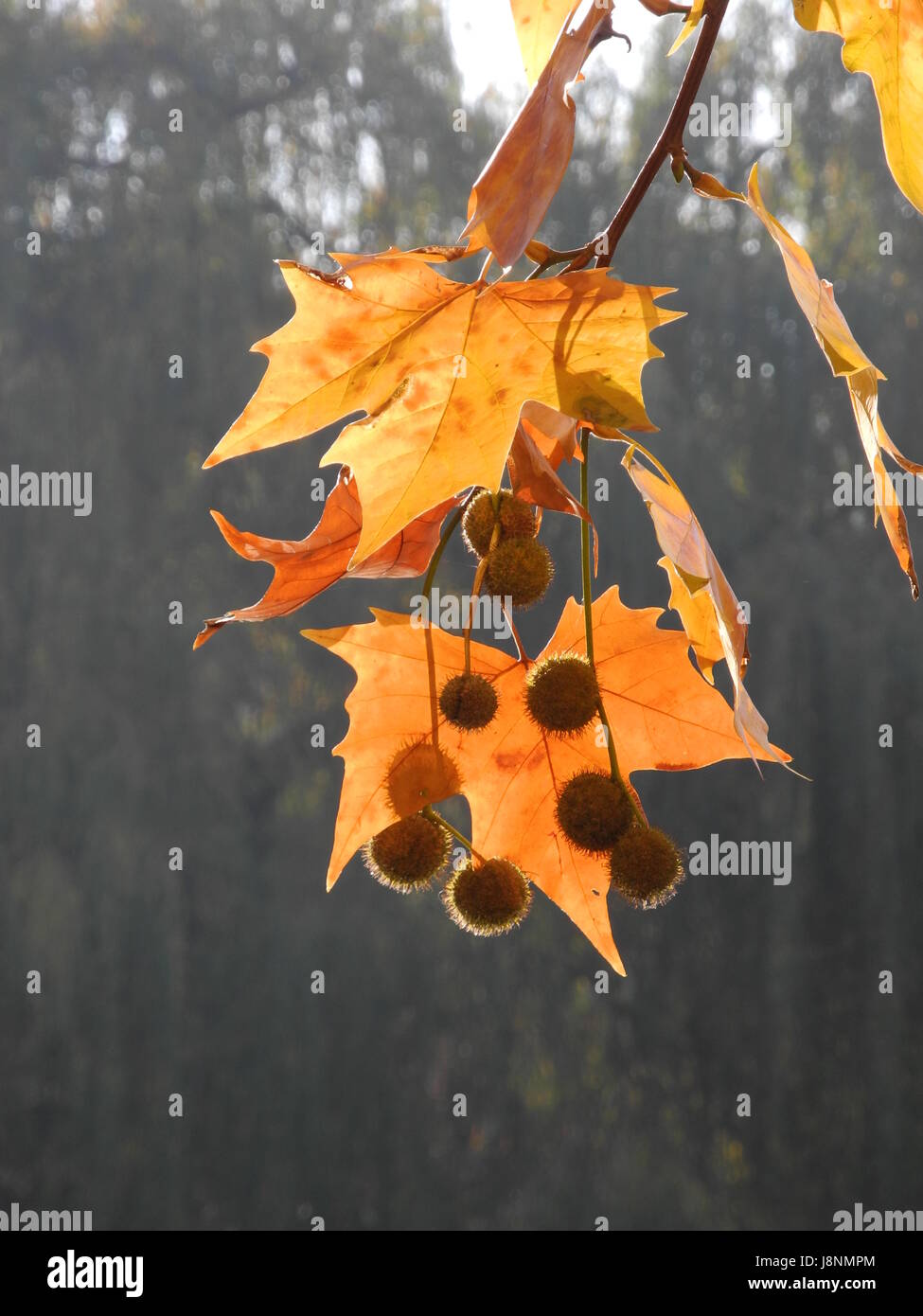 sycamore branch in autumn Stock Photo - Alamy