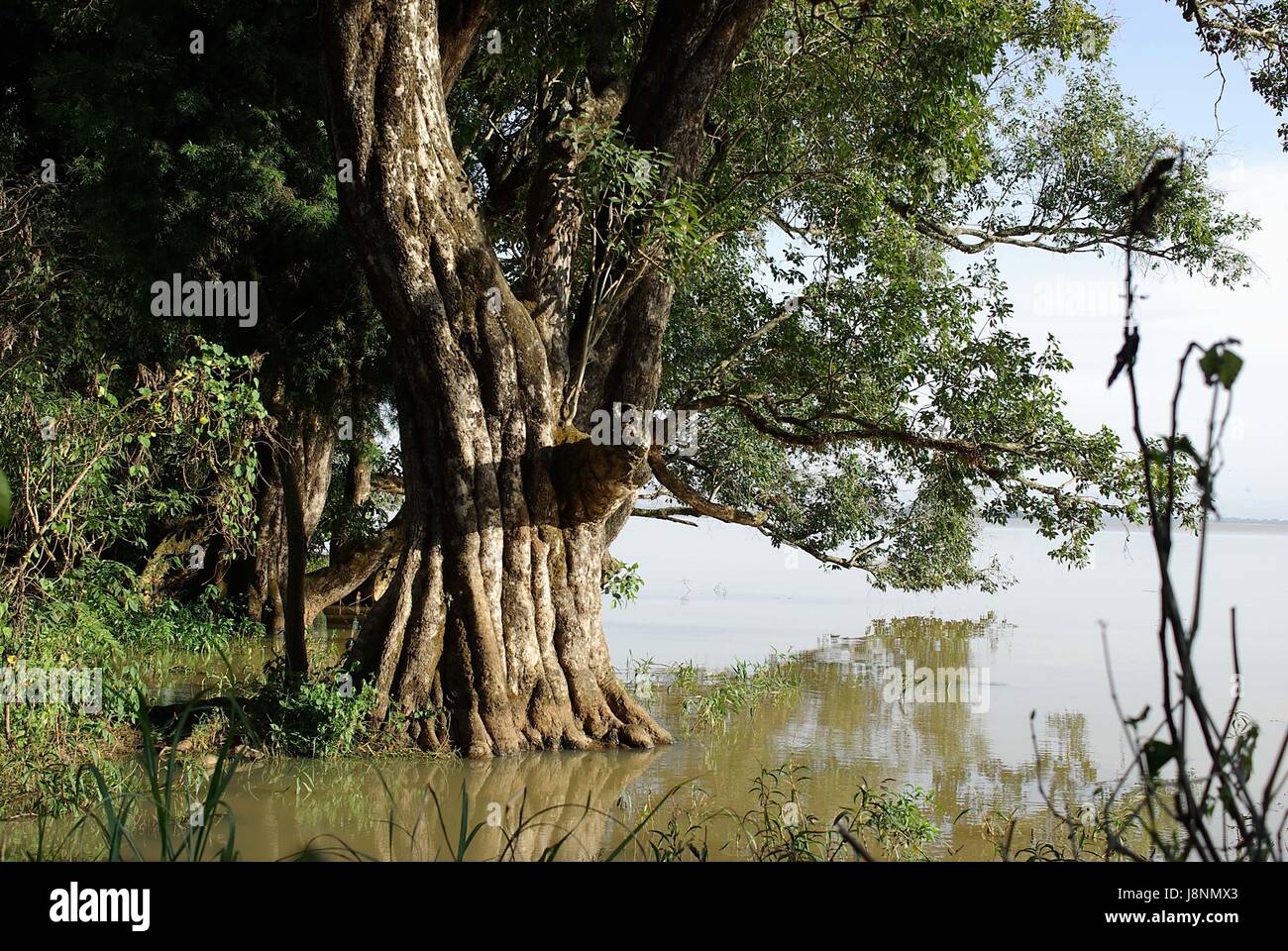 tree, africa, fresh water, lake, inland water, water, mangrove, tree ...