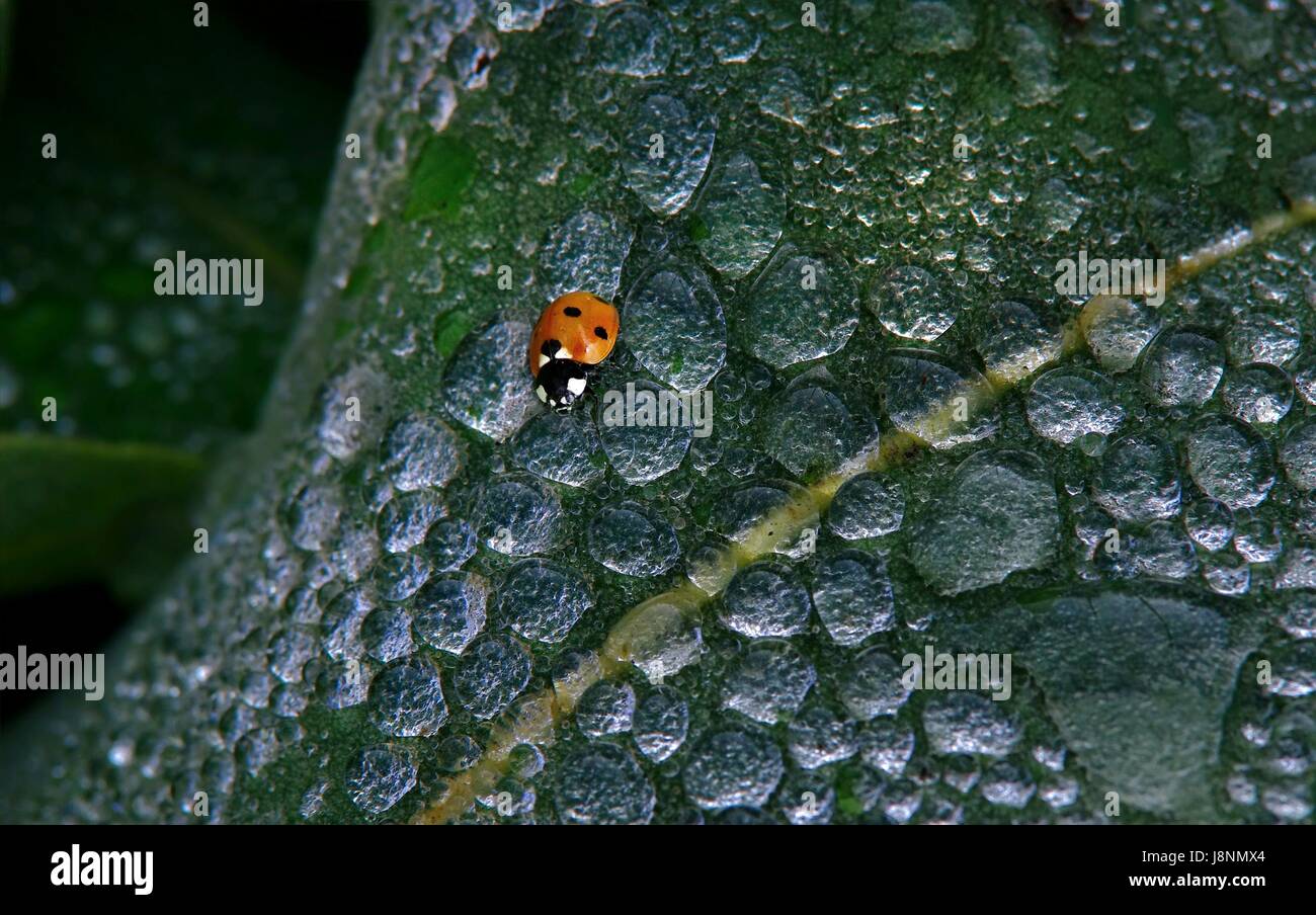 macro, close-up, macro admission, close up view, insect, water, drop ...