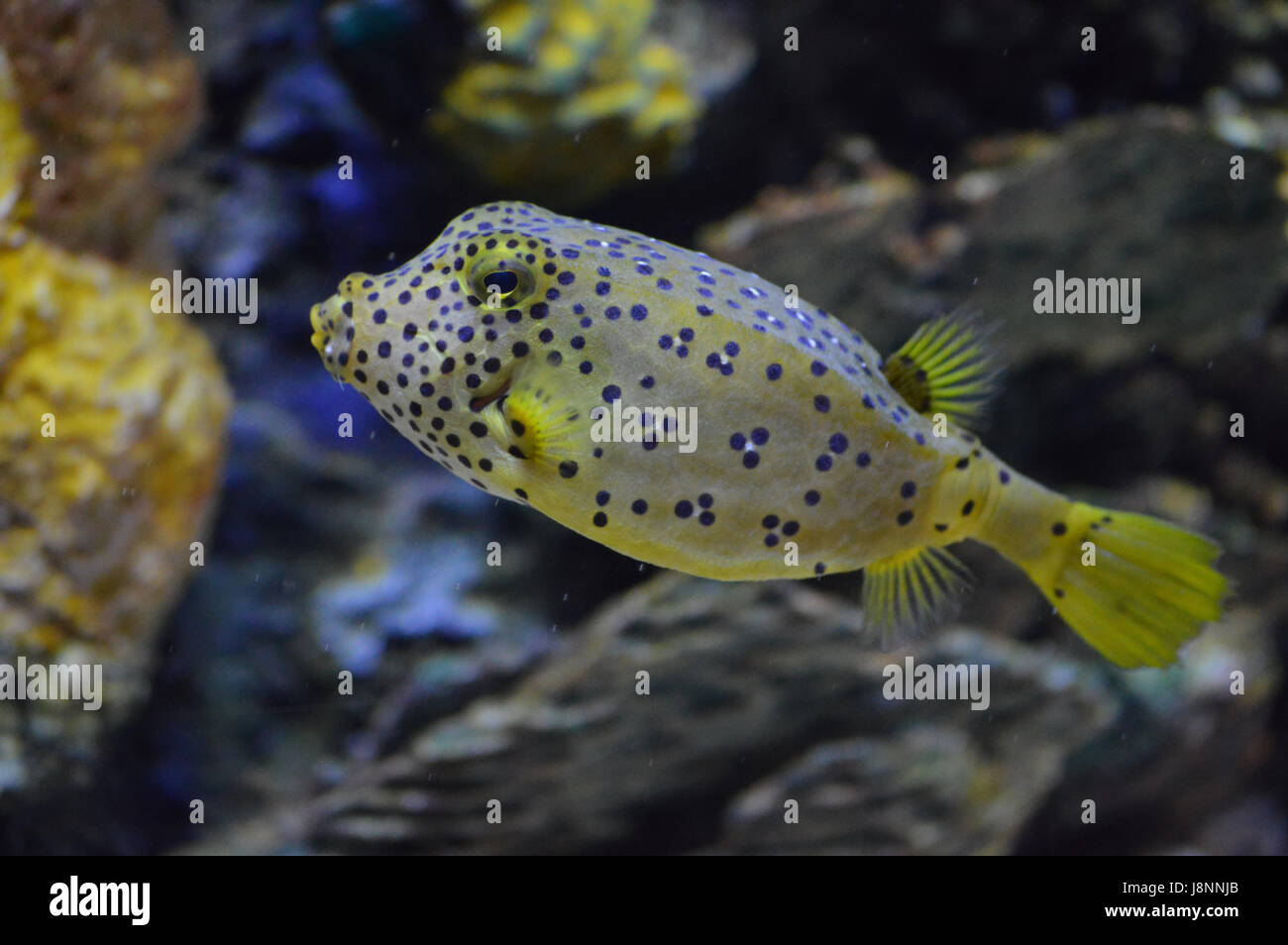 Swimming box hi-res stock photography and images - Alamy