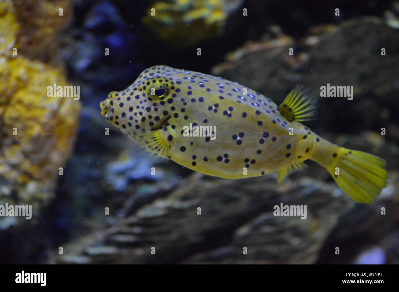 Underwater black box hi-res stock photography and images - Alamy