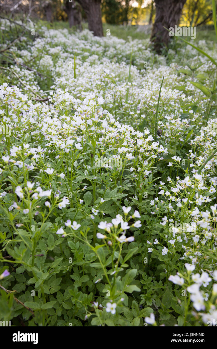 Kressen schaumkraut hi-res stock photography and images - Alamy