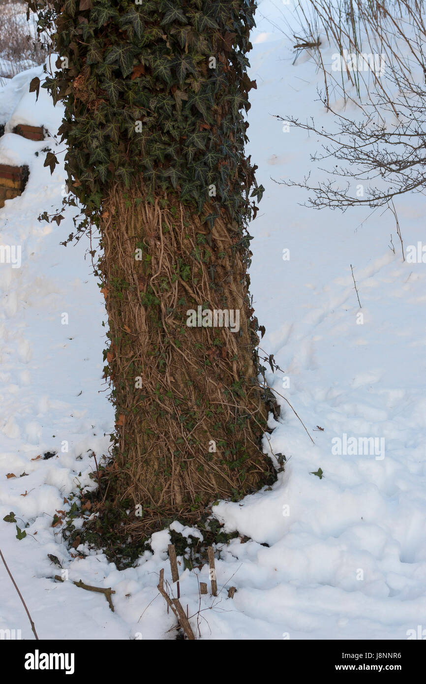 Tiere schnee spuren reh hi-res stock photography and images - Alamy