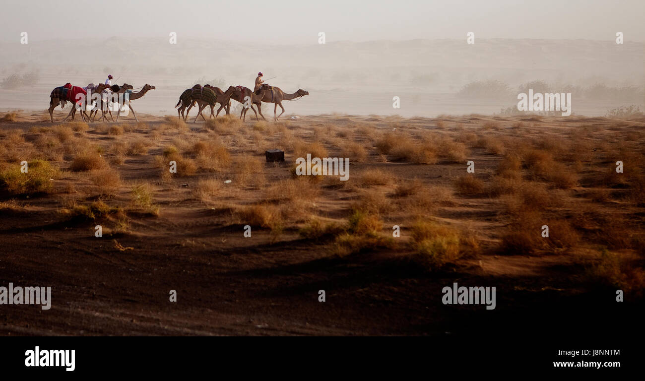 camel, arabia, dromedary, oman, sands, sand, asia, camels, sandstorm ...