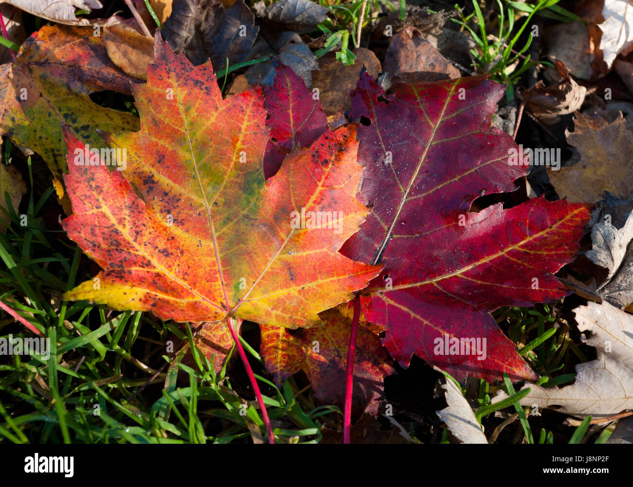 leaf, tree, maple, colors, colours, leaves, foliage, fall, autumn ...