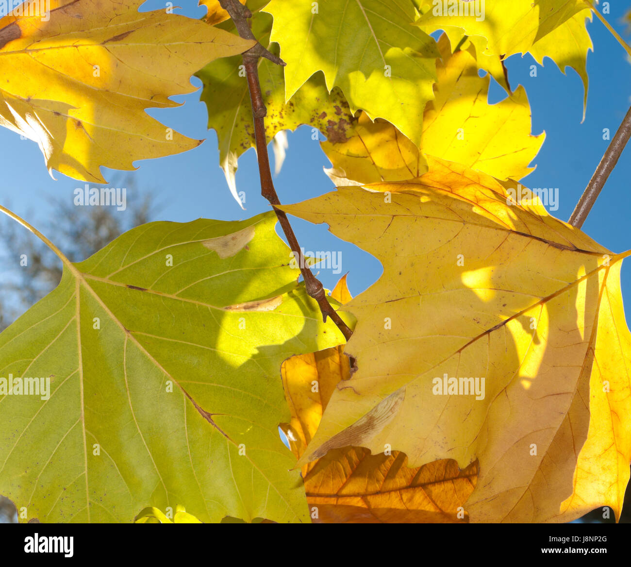 leaf, tree, maple, colors, colours, leaves, foliage, fall, autumn ...