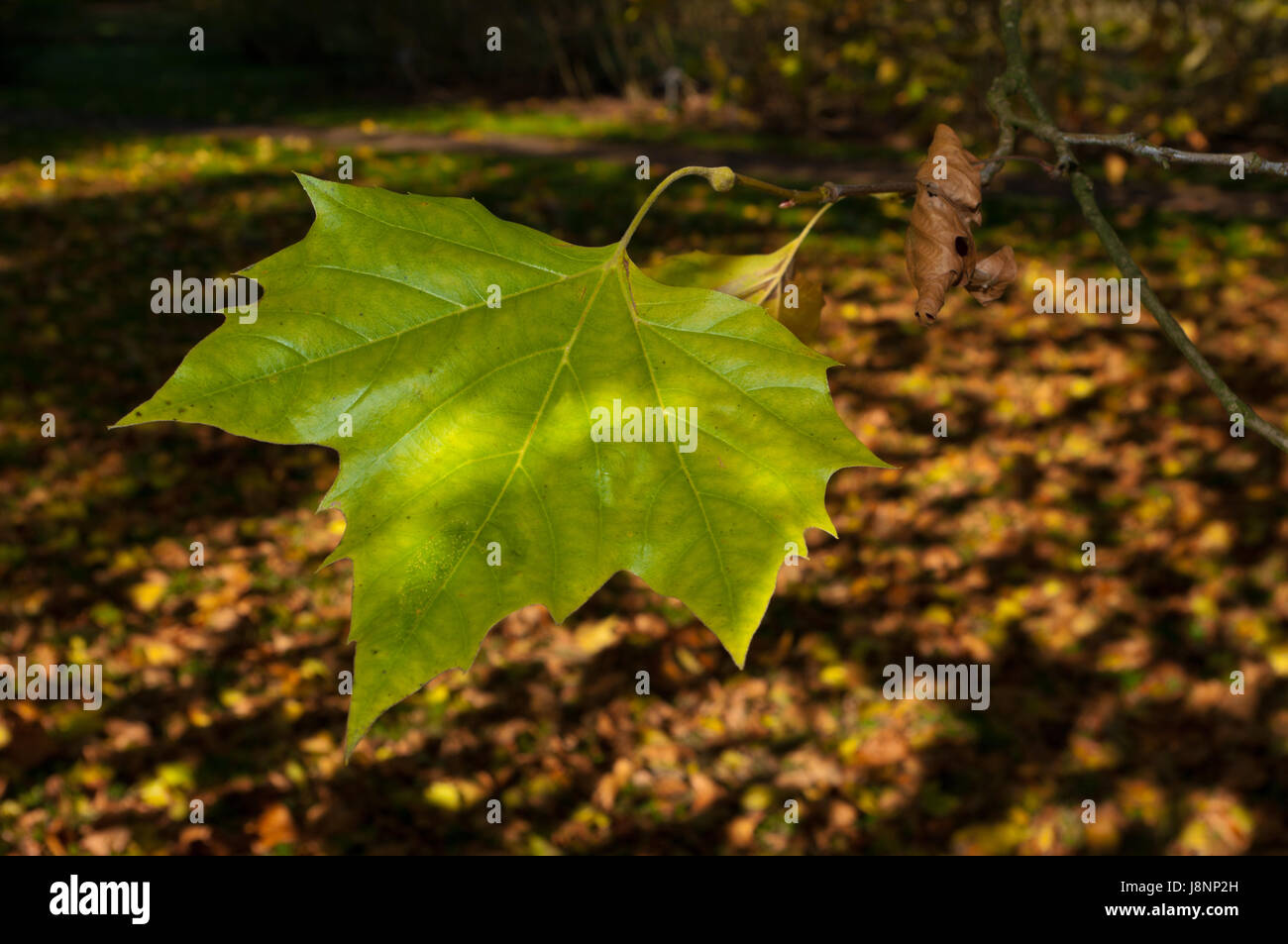leaf, tree, maple, colors, colours, leaves, foliage, fall, autumn ...