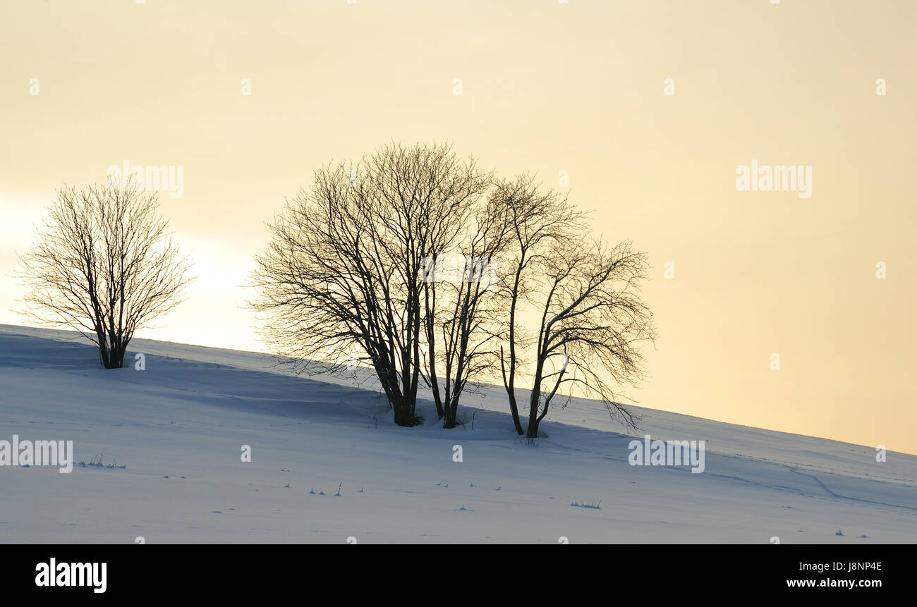 winter, cold, evening, loneliness, melancholy, day, tree, winter, cold ...