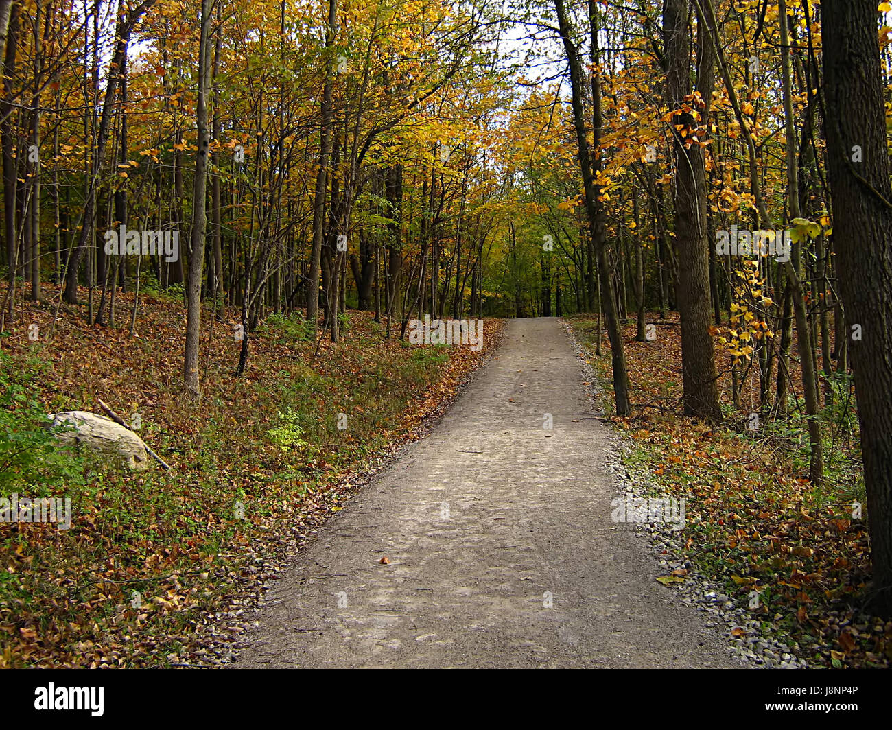 walk, go, going, walking, leaf, environment, enviroment, colour, tree ...