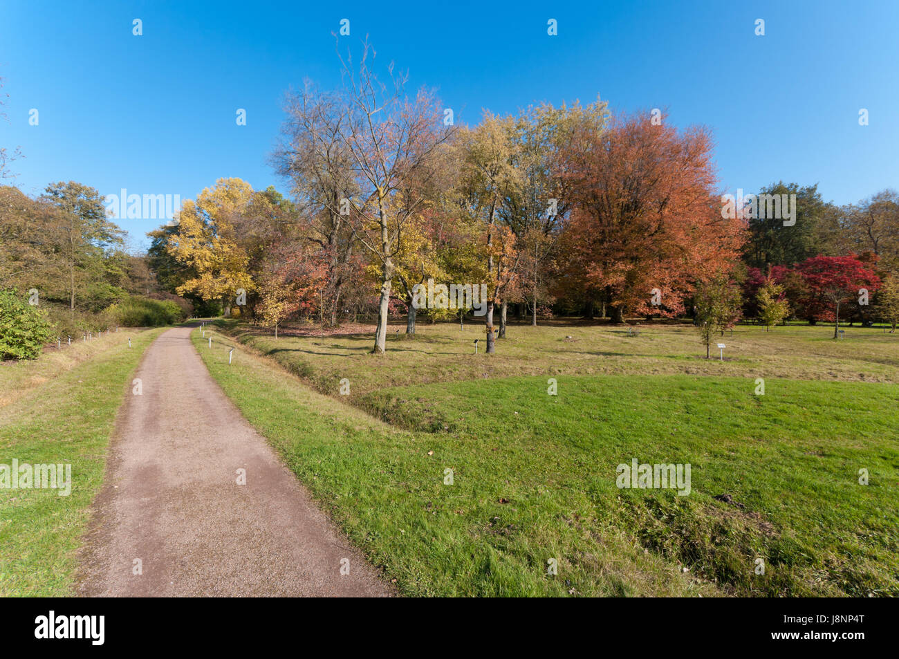 tree, trees, park, field, colorful, meadow, grass, lawn, green, fall ...