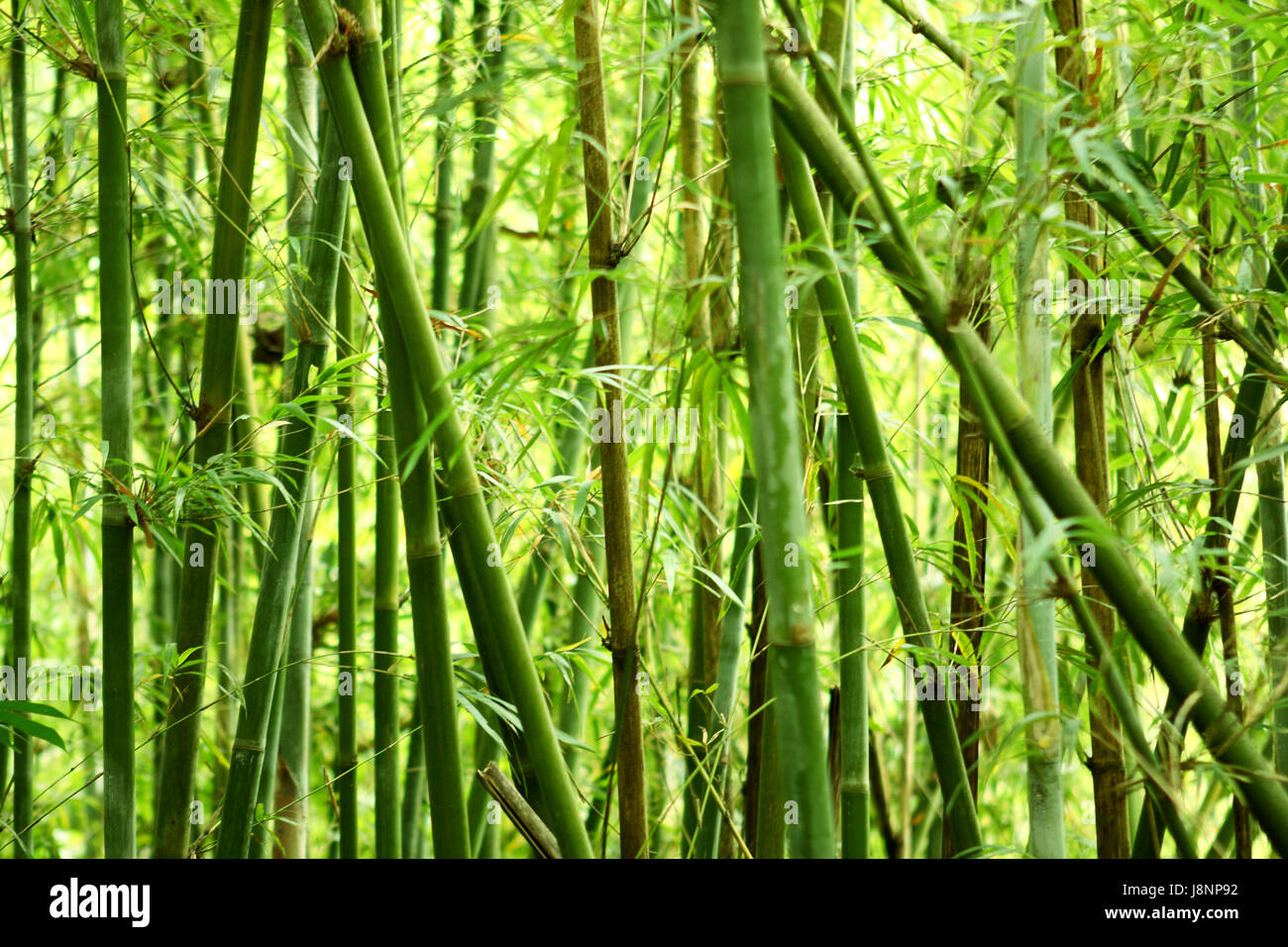 asia, bamboo, stair, road, street, backdrop, background, plant, step ...