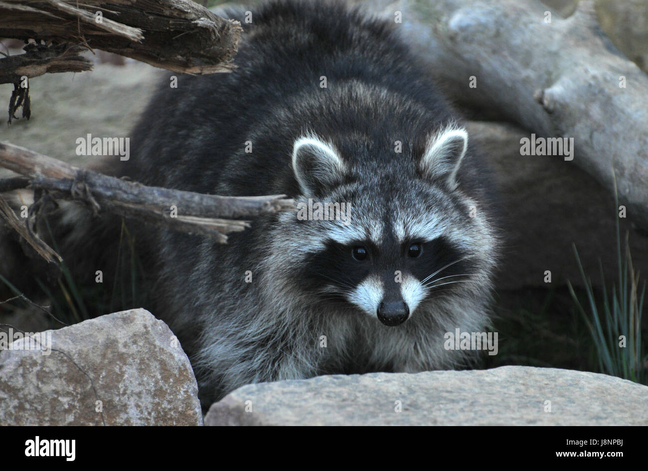 zoo, predator, raccoon, coon, washable, stone, mammal, bear, face, zoo ...