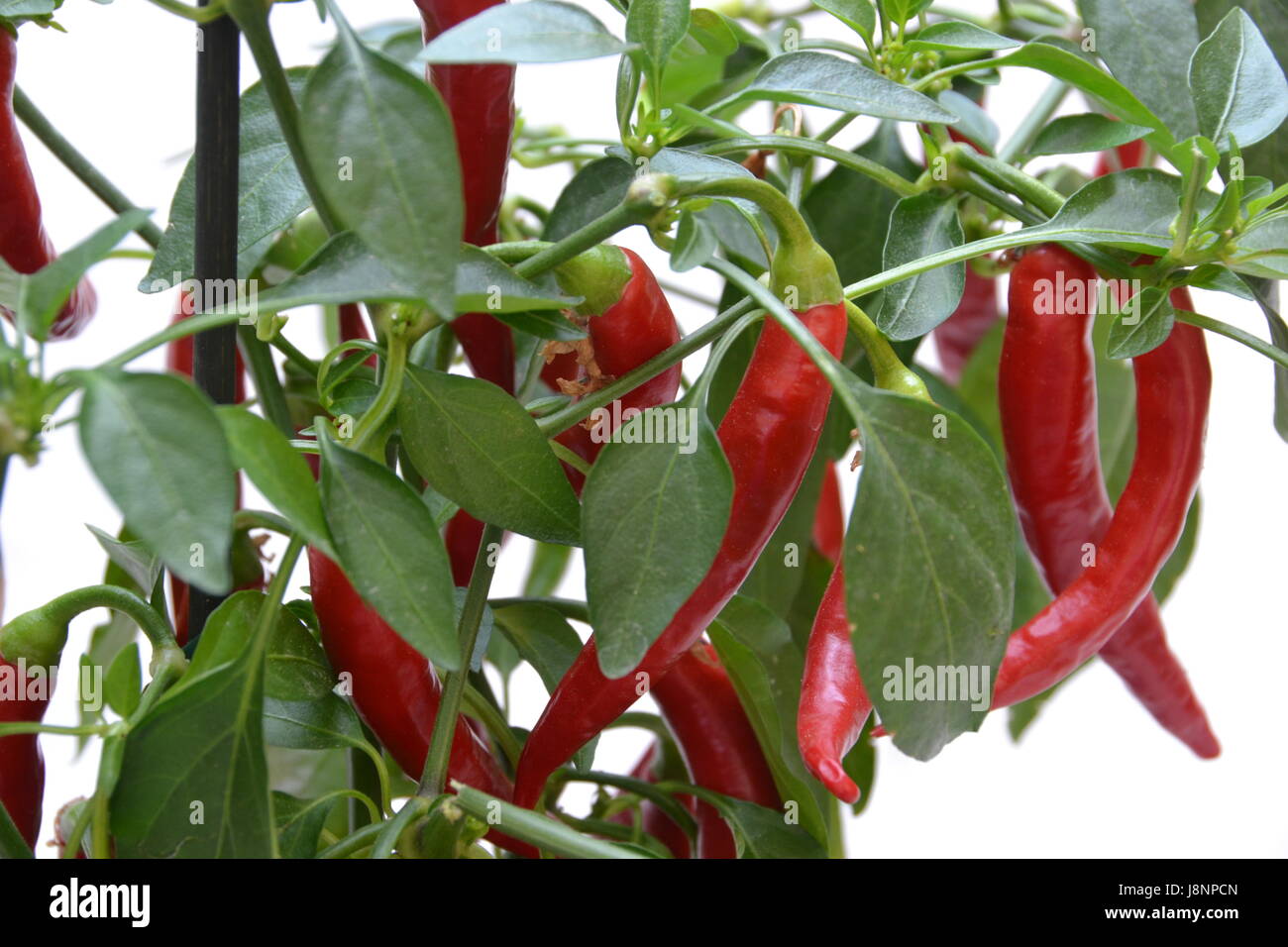 Red chilli pepper plant Stock Photo - Alamy