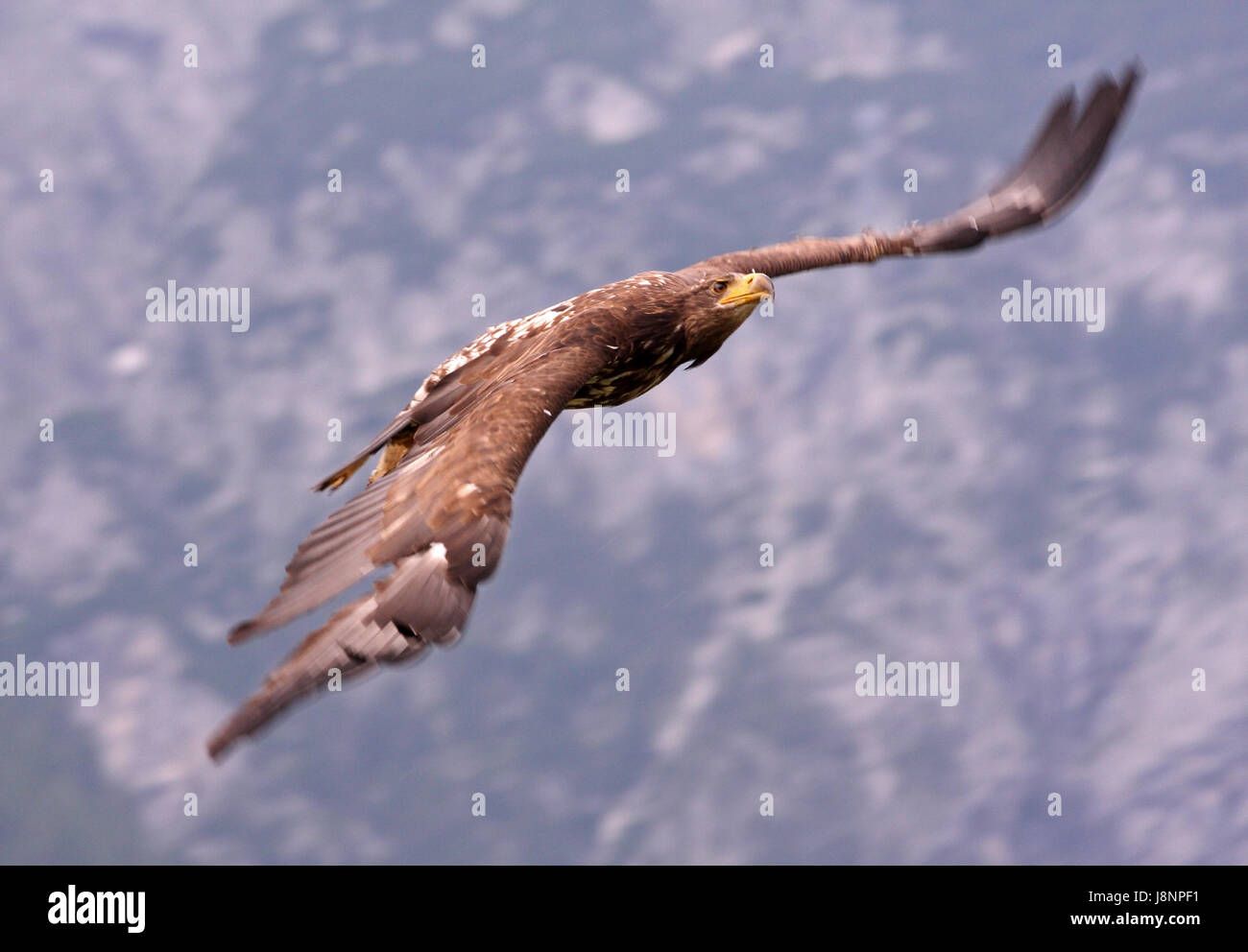 golden eagle in flight in the alps Stock Photo - Alamy