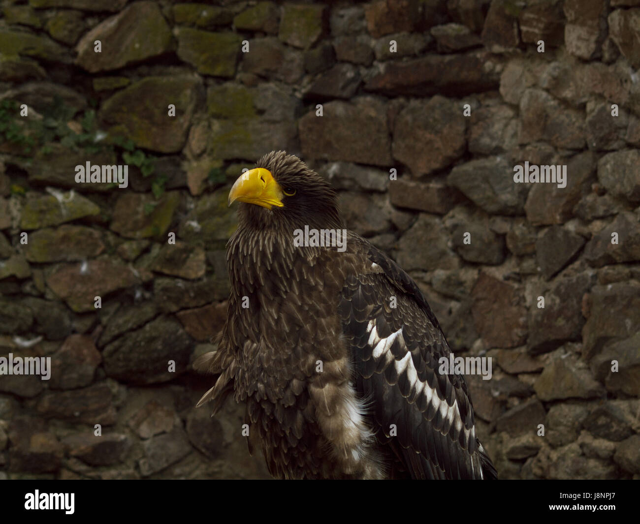 raptor, birds of prey, fix, watching, observe, watch, raptor, birds of ...