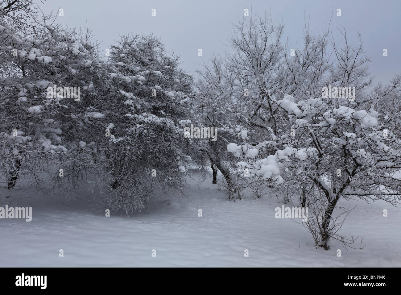 beautiful, beauteously, nice, tree, winter, cold, snow, coke, cocaine ...